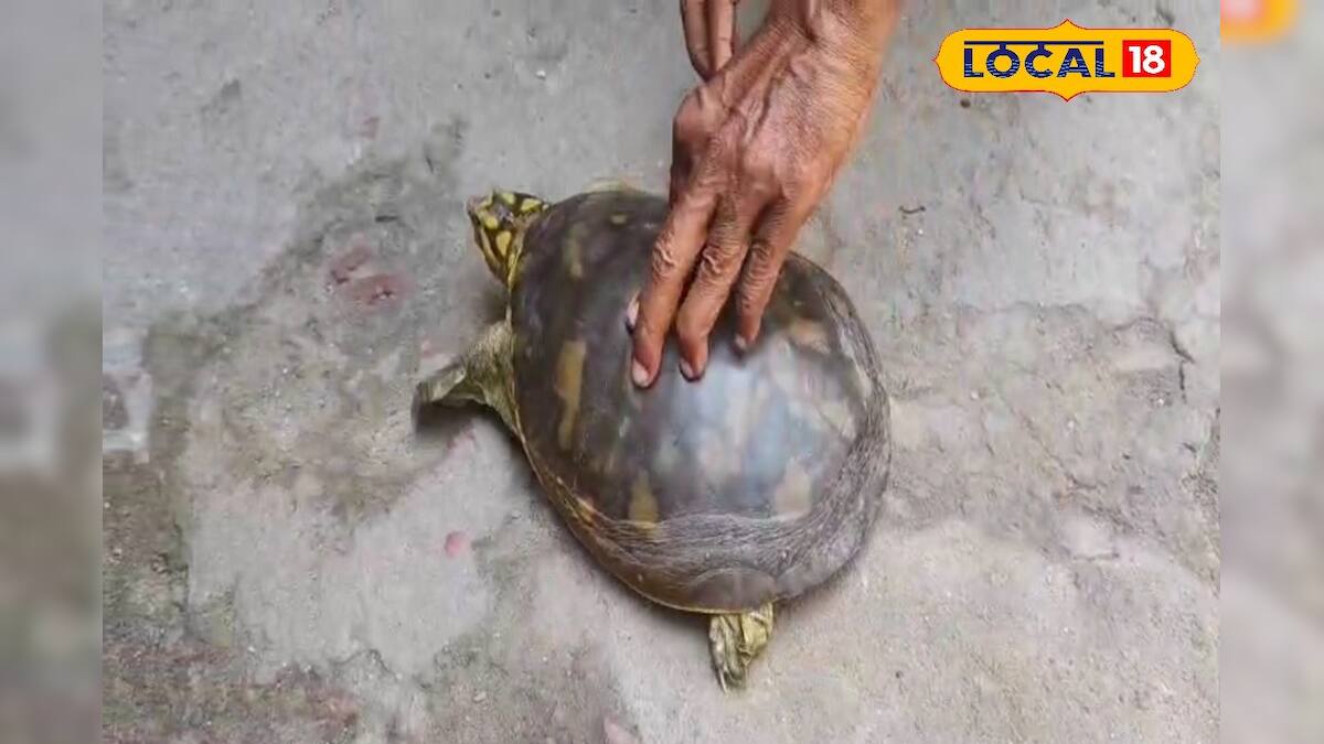 South 24 Parganas News: পরিবেশের ভারসাম্য রক্ষায় পটু! বিরল প্রজাতির এক ...