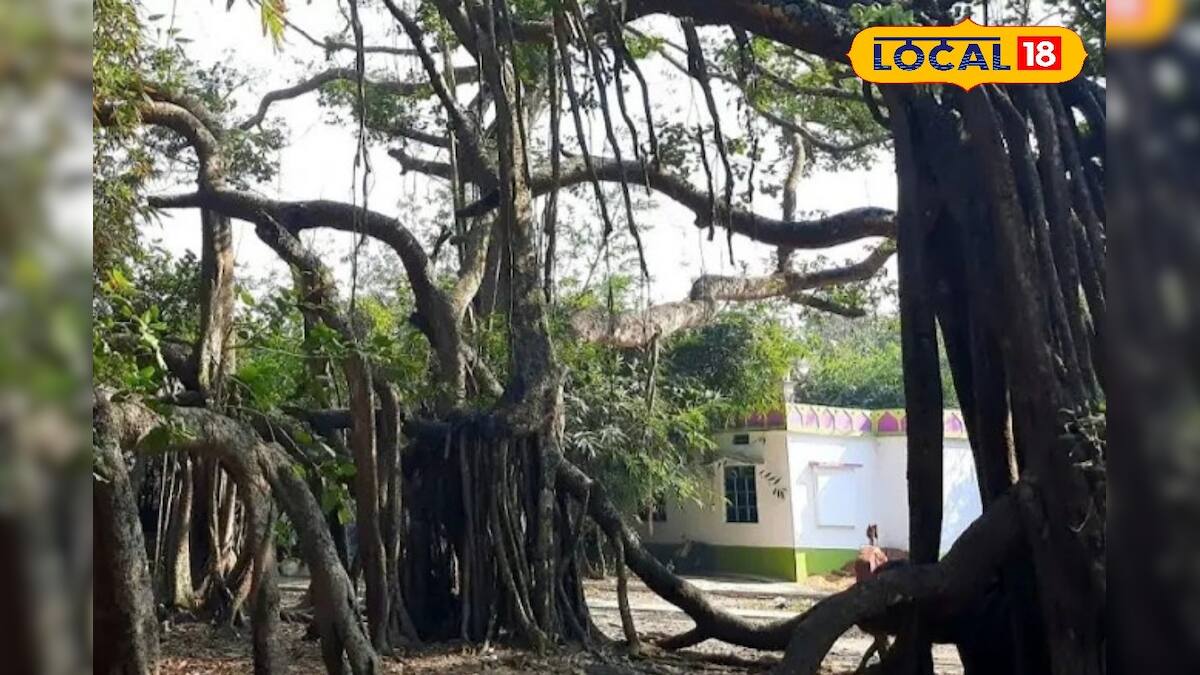 Banyan Tree: বয়স পেরিয়েছে ৫০০ বছর! হাসনাবাদে প্রাচীন পবিত্র বটগাছের ...