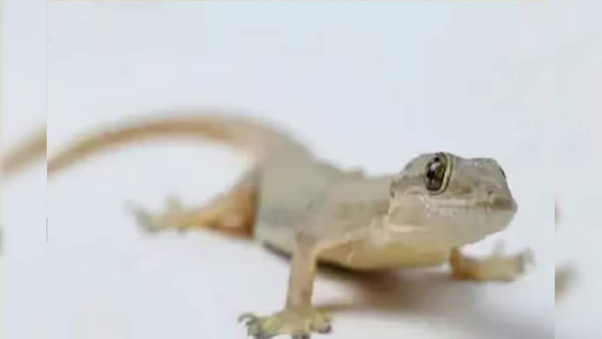 Lizard Vastu: টিকটিকি দেখলেই দূর দূর করে তাড়িয়ে দেন তো? ভয়ঙ্কর রুষ্ট ...