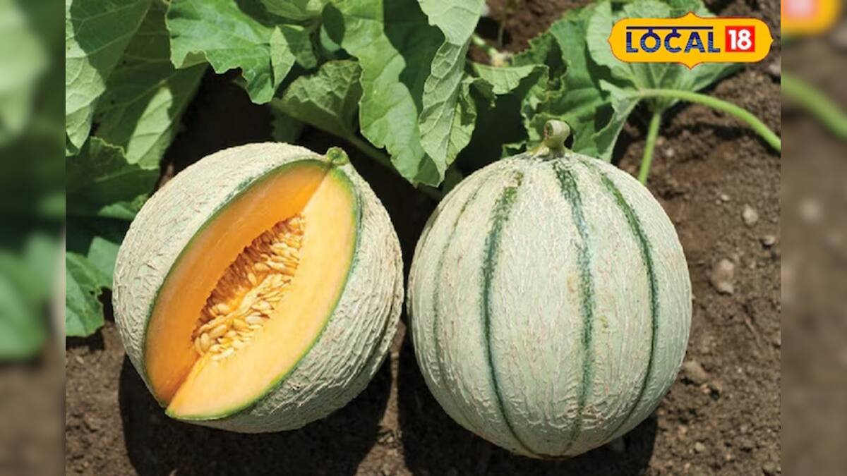 Muskmelon for summer: খরমুজ মিষ্টি না কি স্বাদহীন? সেটা স্রেফ হাতে ধরে ...