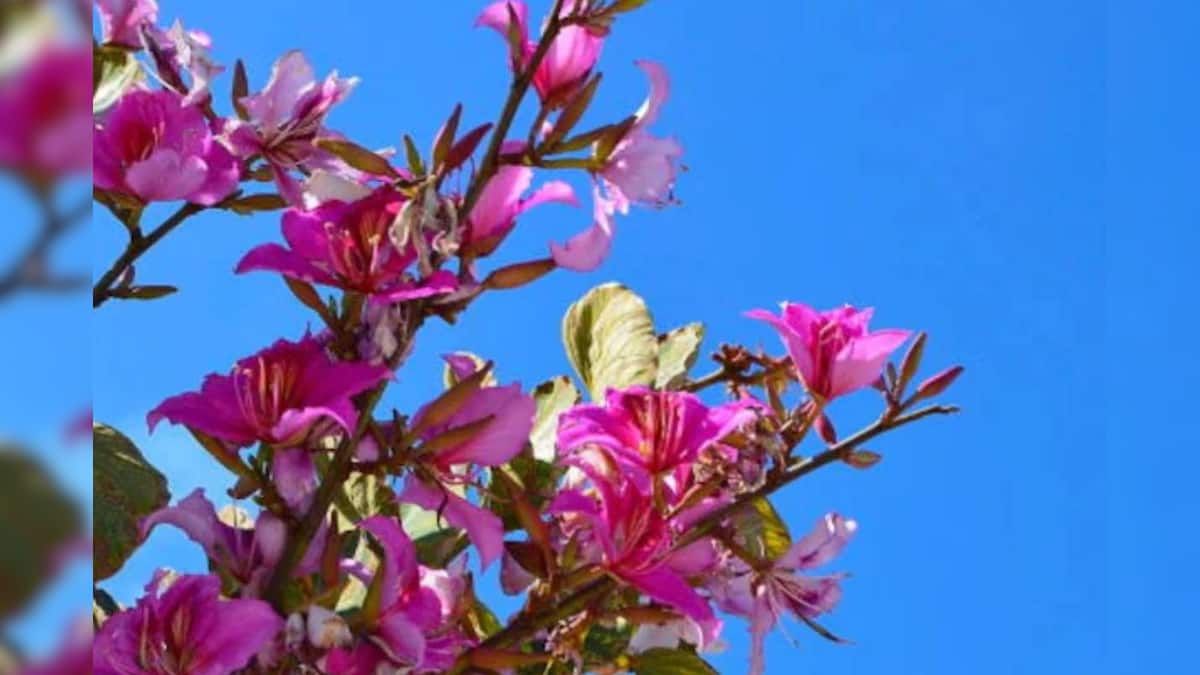 Kanchan Flower Benefits: ডায়াবেটিস, শ্বাসকষ্ট, চর্মরোগে অব্যর্থ! মা ...
