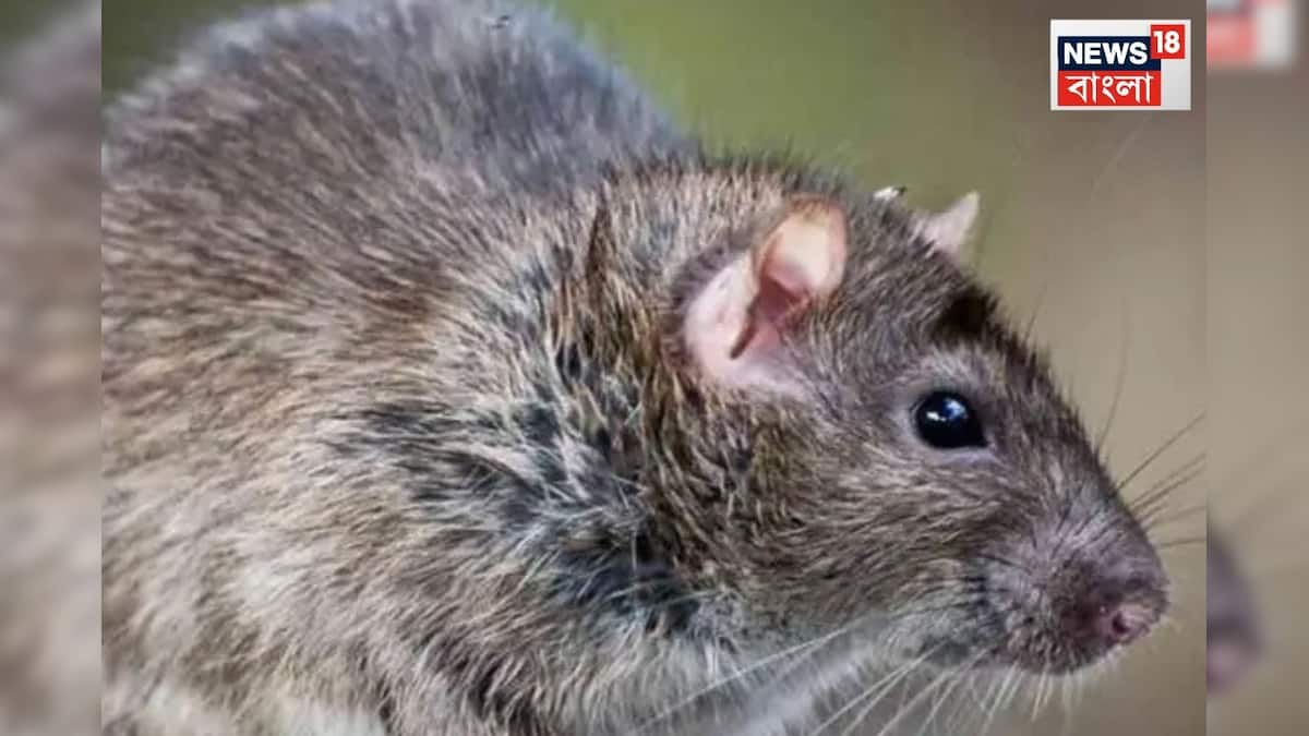 Rats: সব কুটিকুটি করে দিচ্ছে ইঁদুর? বিষ দিয়ে মারতে হবে না, এই ছোট কাজ ...