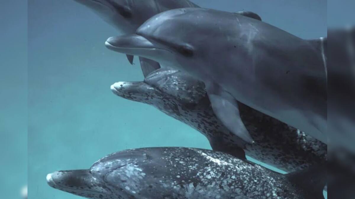 Dolphin Gemma: কী বলতে চায় ডলফিন? না বলা কথা বুঝতে রেডি AI চ্যাটবট ...