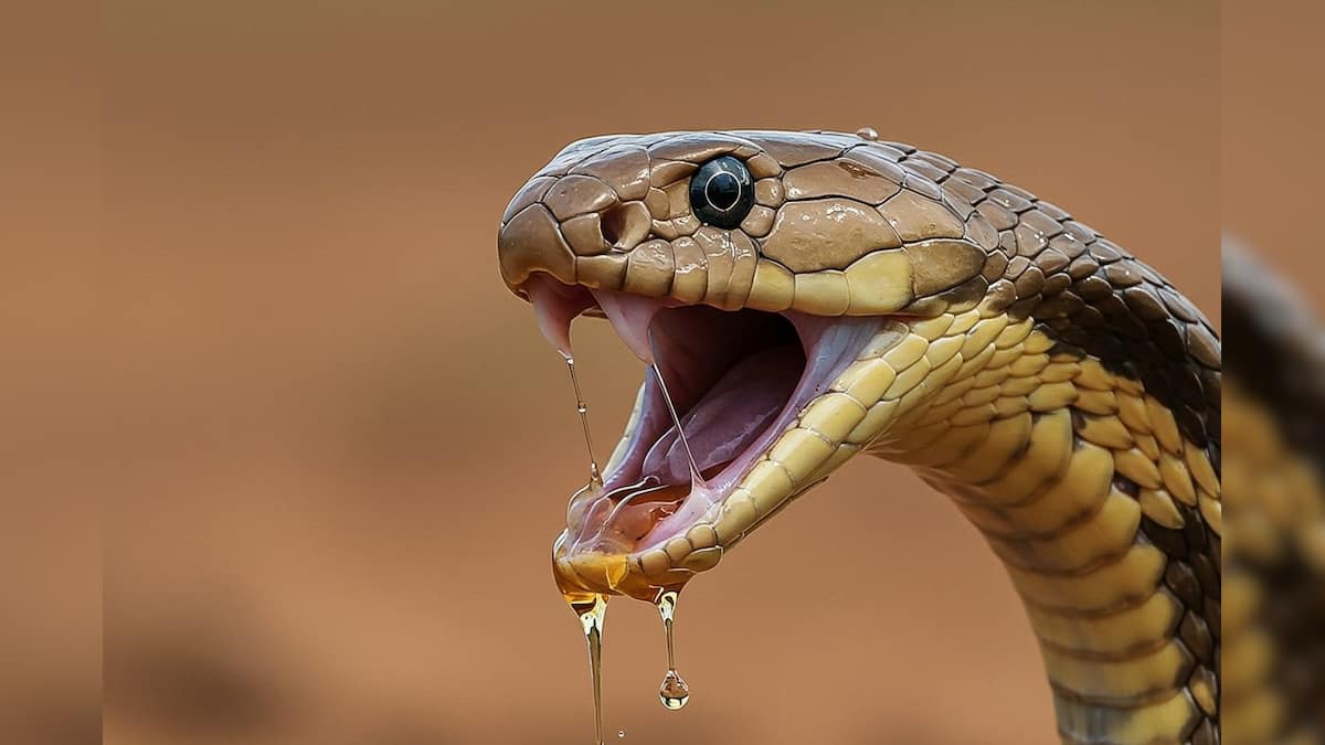 Snake Dry Bite: সাপ বিষ ঢালে ত্বকের নীচেই, তবু কারা কারা বেঁচে যান ...