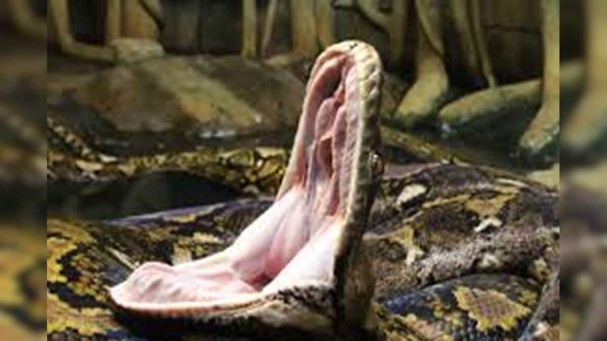 Snake: বলুন তো, সাপ কতদিন পর্যন্ত বাঁচে? কোন সাপের আয়ু সবচেয়ে বেশি ...