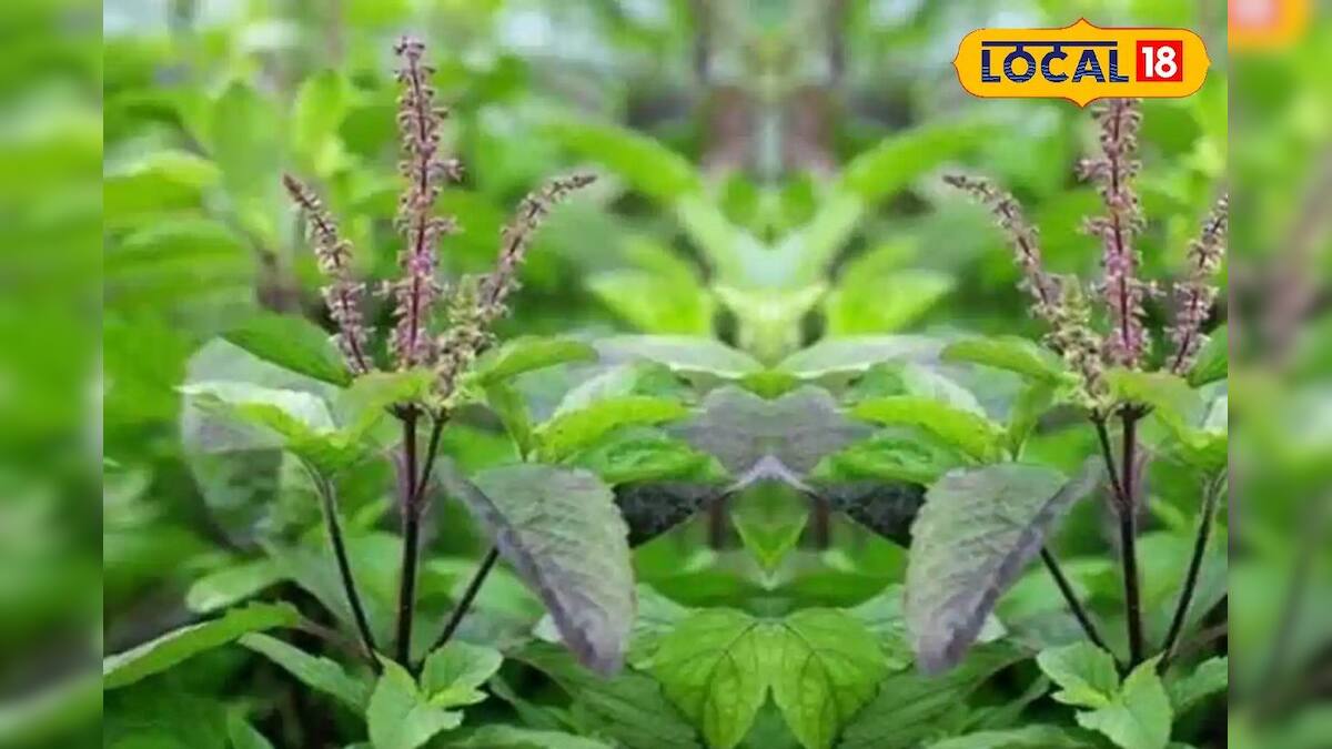 Tulsi: তুলসী গাছ মরে গেলে বিরাট ক্ষতি! শুকিয়ে যাওয়া তুলসী বাঁচিয়ে ...