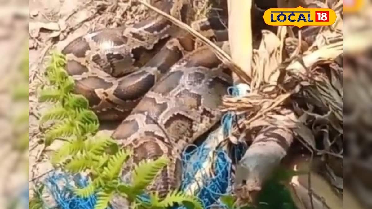 Python In Falakata: ফালাকাটায় ভুট্টা ক্ষেতের জালে জড়িয়ে পড়ল এক পাইথন, বিশাল সাপ দেখে এলাকায় ...