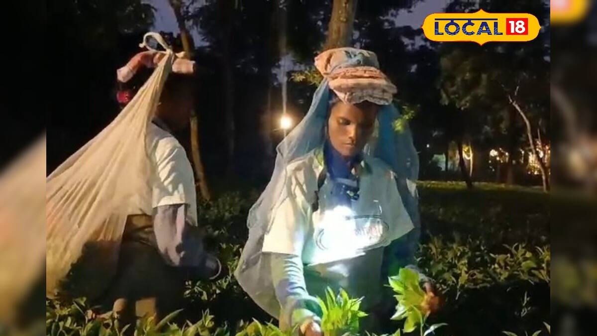 Moonlight Tea: মশাল জ্বালিয়ে চাঁদের আলোয় চা পাতা তোলা! দেখল পর্যটকরা ...