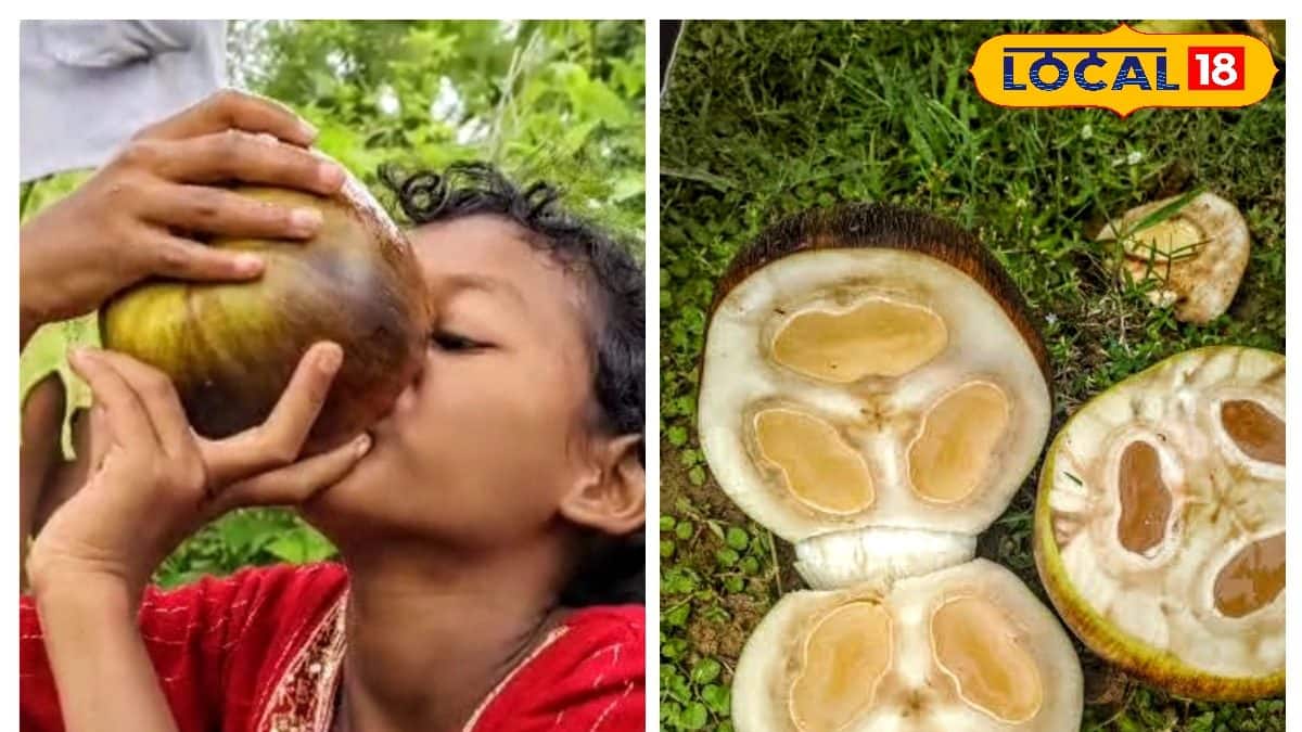 Talshash Benefits: গরমের সুপারফুড বাঁকুড়া জঙ্গলমহলের এই ফল! শরীর ...