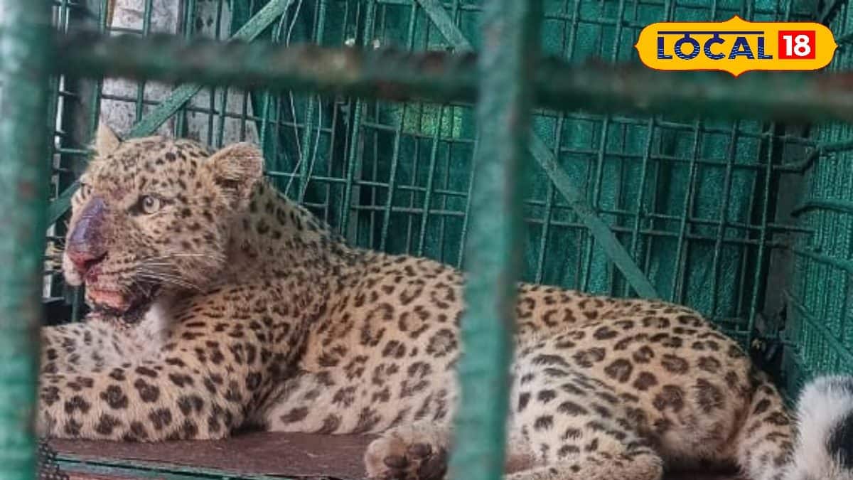 Leopard caught in Alipurduar Falakata block, অবশেষে আতঙ্কের অবসান ...