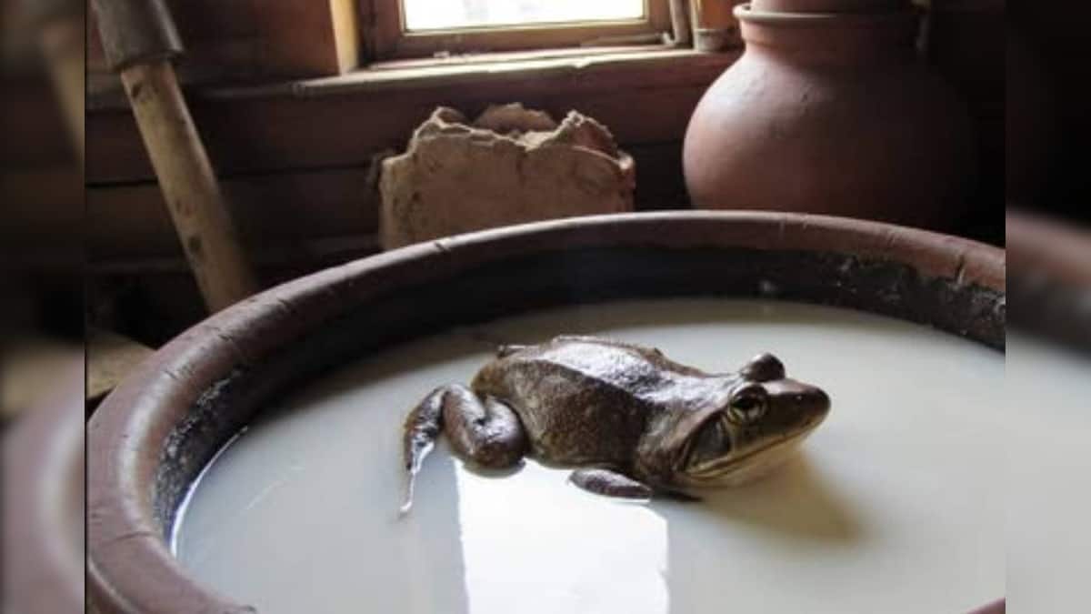 Viral Frog Milk: ঘন দুধে ফেলে দেওয়া হত জ্যান্ত ব্যাঙ! তার পর ঢকঢক করে ...