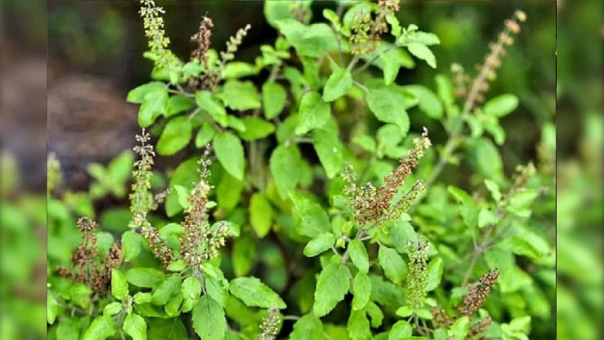 Tulsi Tips: বাড়িতে একের বেশি তুলসীগাছ থাকলে সংসার তছনছ? সর্বাধিক কটি ...