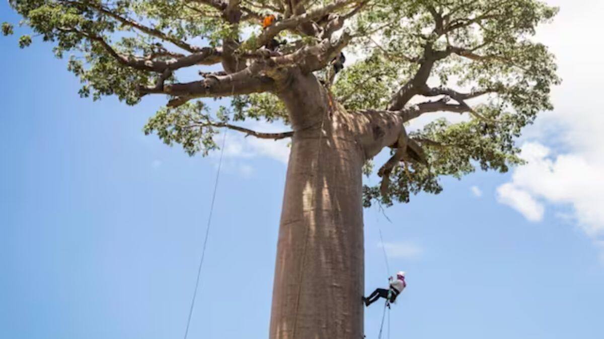 Villagers Climb Tree for OTP: OTP আসলেই এখানে গাছে উঠে যান মানুষ! 5G-এর ...