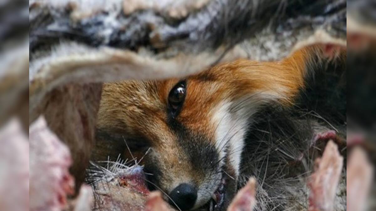 Fox Bite Terror: বাড়ি বাড়ি ঢুকে বসিয়ে যাচ্ছে ধারাল দাঁতের কামড়! জখম ...