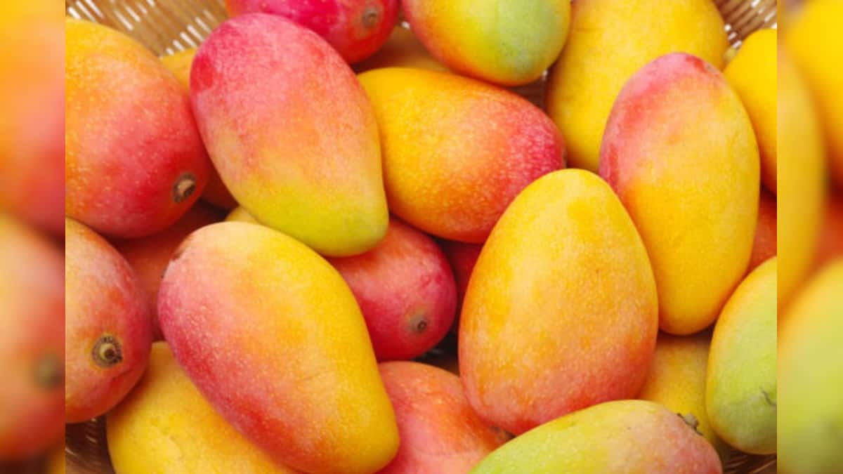Mango: না বাড়বে 'ওজন' না 'সুগার'...! প্রতিদিন একটি করে আম খান 'এইভাবে ...