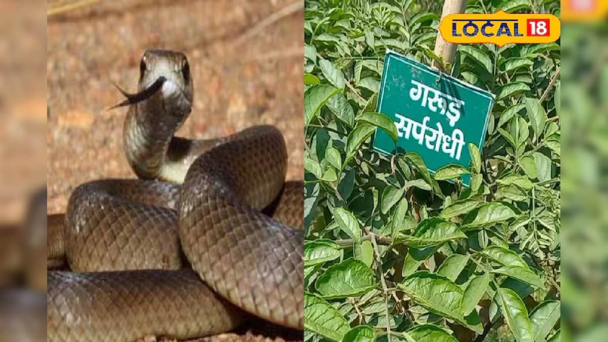 Snake Repellent: এই গাছ বিষধর সাপের জন্য ‘মৃত্যুর দূত’, ঘরেই তৈরি হবে ...