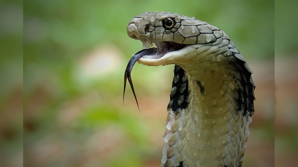Snake Bite News: এত ভয়ঙ্কর দাঁত! ১ বছরের শিশুর কামড়ে প্রাণ গেল মারাত্মক বিষাক্ত কোবরার! Snake ...