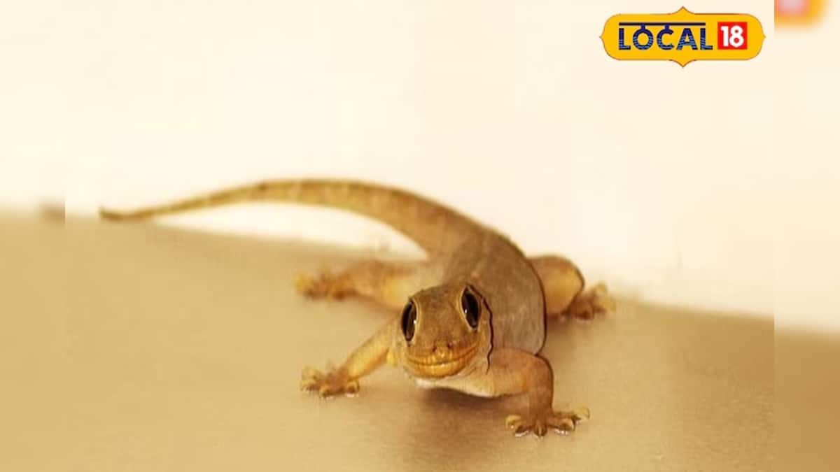 Ways to Get Rid of Lizards: দেওয়ালে টিকটিকি ঘোরা বন্ধ হবে চিরতরে ...