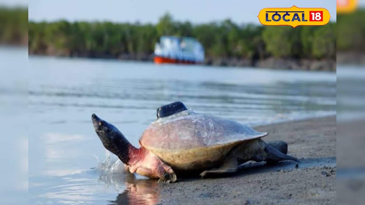 Endangered Turtle: দুনিয়া থেকে মুছে ‌যাচ্ছিল 'ওরা'! শুরু হয় বাঁচানোর ...