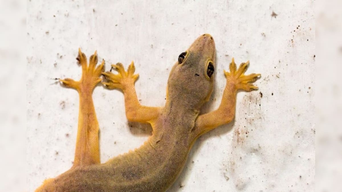 Lizard Falling: ঘর থেকে বেরনোর সময় ঘাড়ে টিকটিকি পড়েছে? কীসের ইঙ্গিত ...