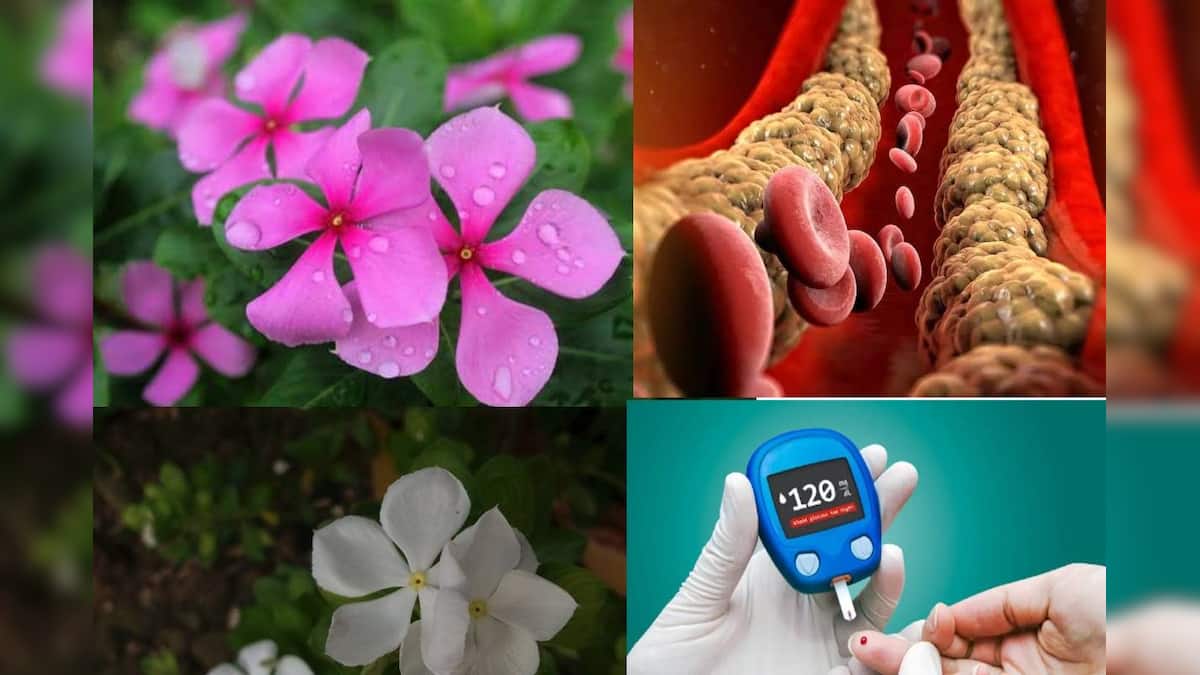 Nayantara Phul Benefits: দিনের এই সময়ে এভাবে নয়নতারা ফুল খেলেই কামাল ...