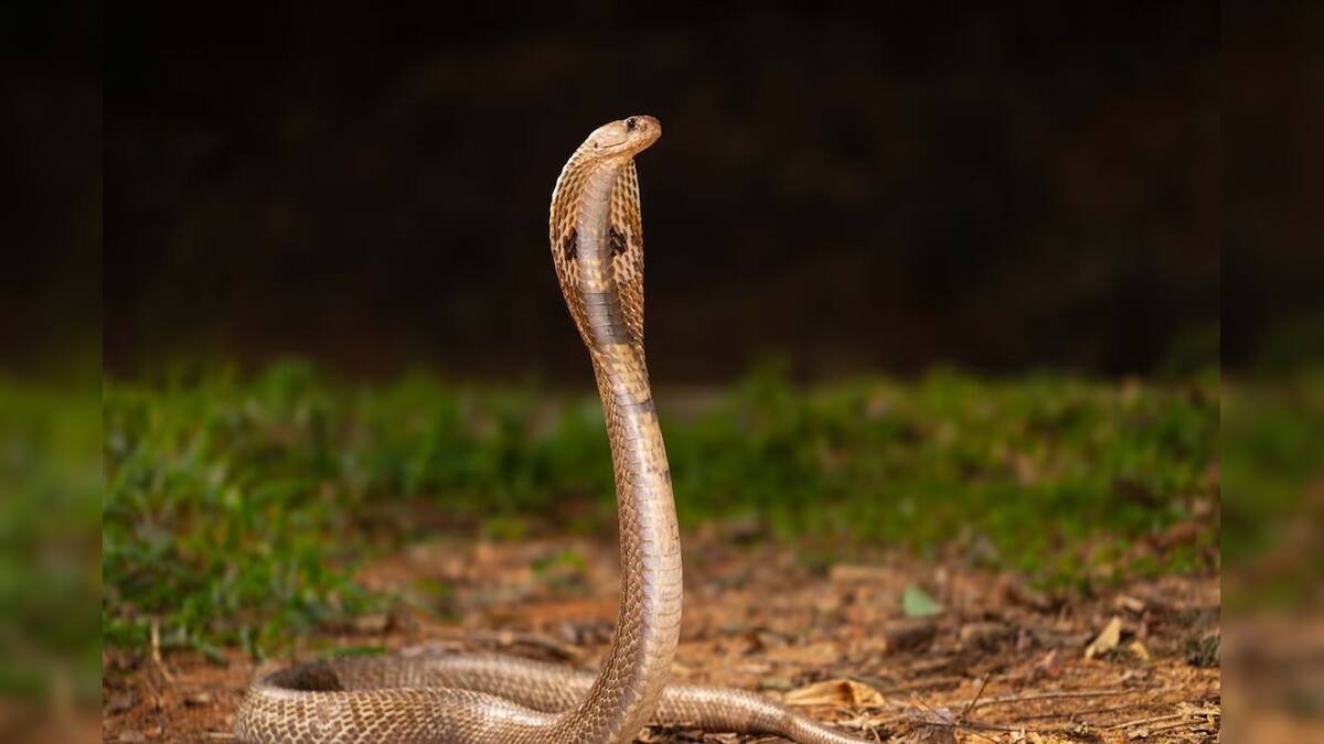 Snake Bite Facts: বদলা নিল বিষধর সাপ! ২৪ ঘণ্টায় ১৩ জনকে বিষাক্ত ছোবল ...