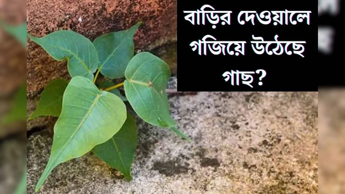 Tree On Roof: বাড়ির দেওয়ালে গজিয়ে উঠেছে বট, অশ্বত্থ? এই ছোট্ট কাজটি ...