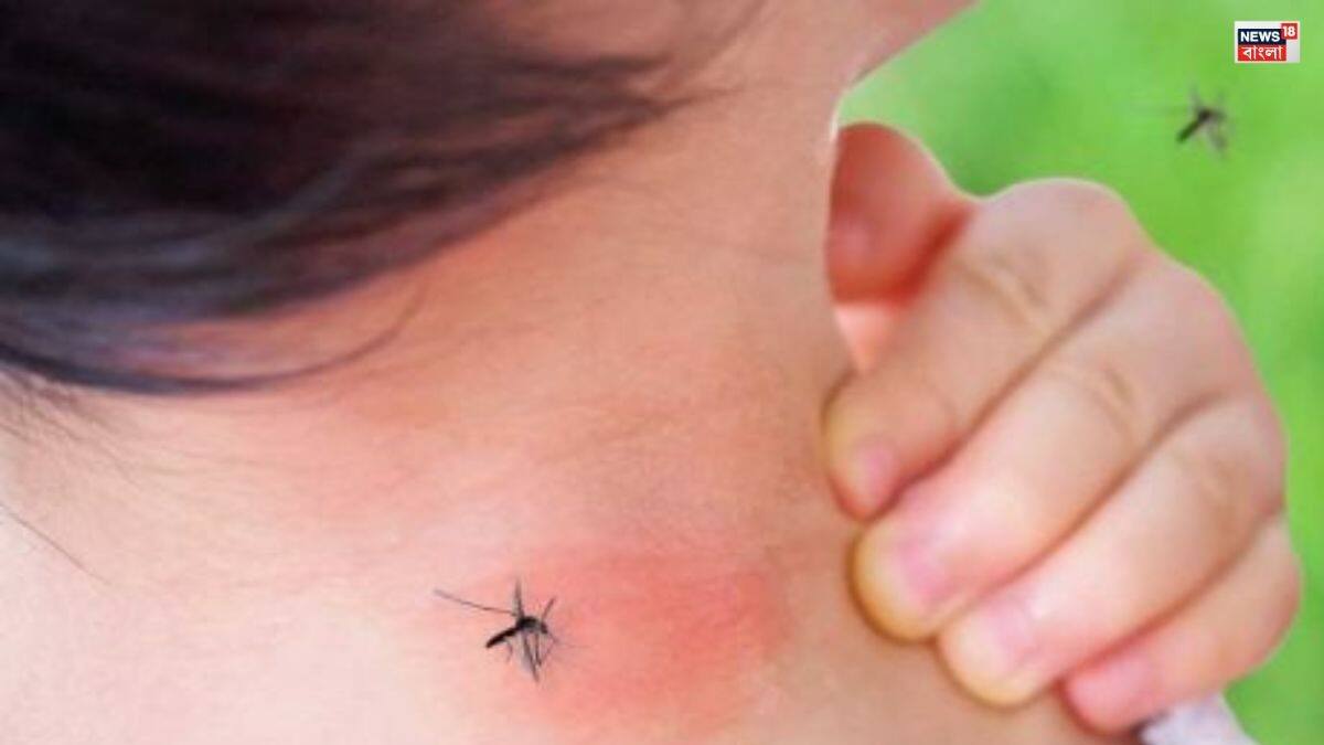 Mosquito Ant Spider Control Home Remedies: বর্ষায় মশা-পিঁপড়ে-উইপোকার ...