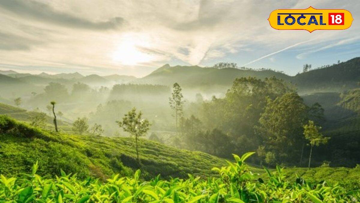 Darjeeling Tea: উৎপাদনে ধস! বাংলার গর্ব দার্জিলিঙয়ের চা কি আর পাওয়া ...