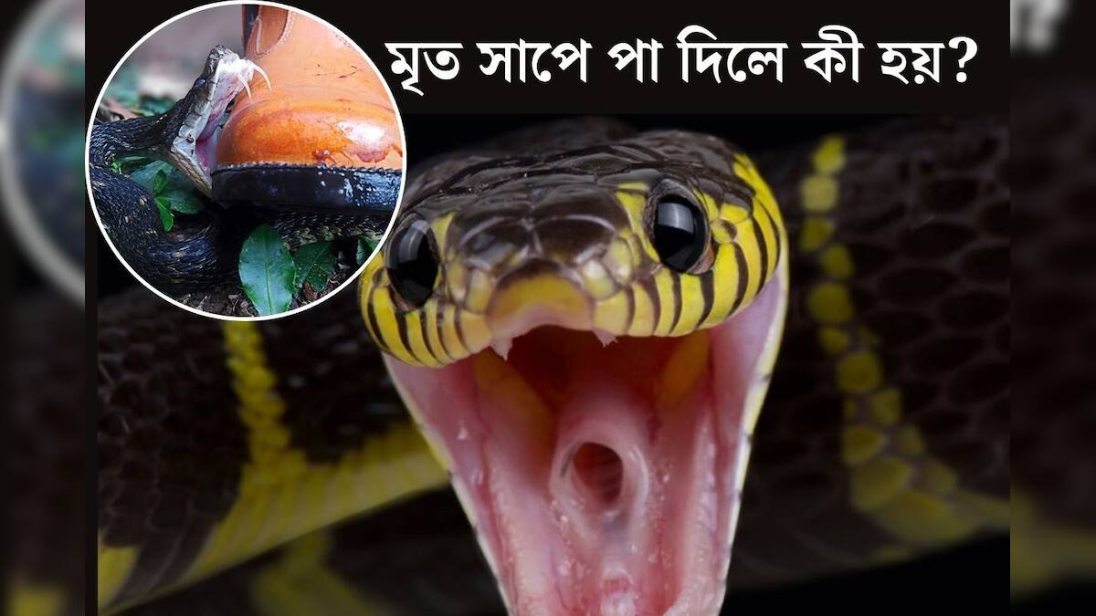 Snake: ভুল করে মৃত সাপে পা দিলে কী হয়? অন্য সাপেরা কি আপনার উপর ...