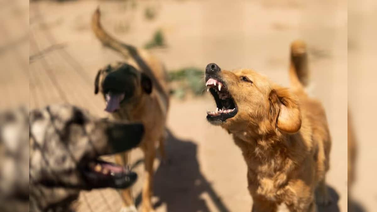 Stray Dogs: মাঝরাতে রাস্তায়-রাস্তায় কেঁদে ওঠে কুকুর, কুকুতের আর্ত-চি ...