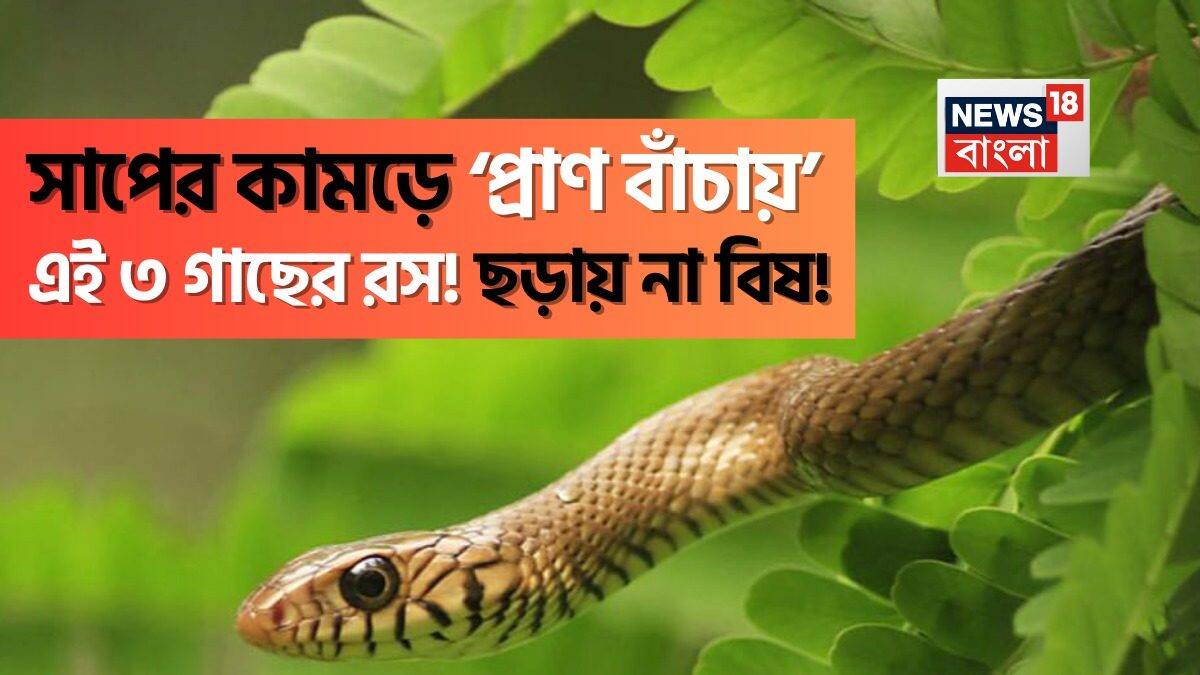 Snake Bite Home Remedies: সাপ কামড়ালে হাসপাতালে যাওয়ার আগে ক্ষতস্থানে ...