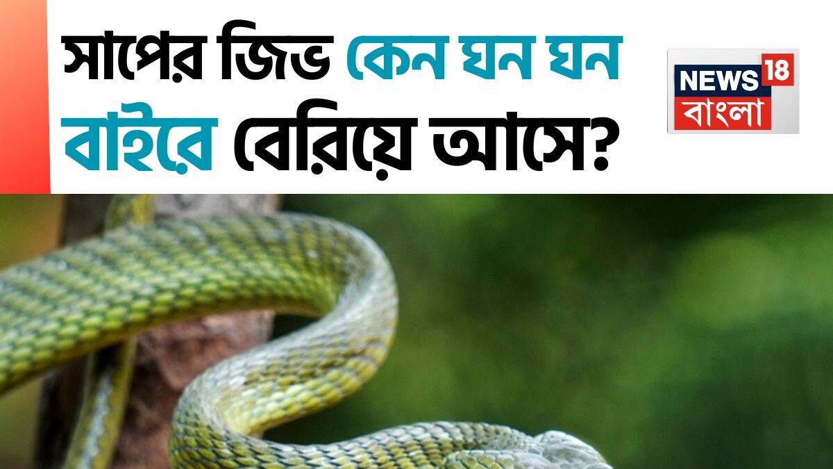 Snake Tongue: সাপ কেন তার চেরা জিভ ঘন ঘন বাইরে বার করে? ‘আসল কারণ ...