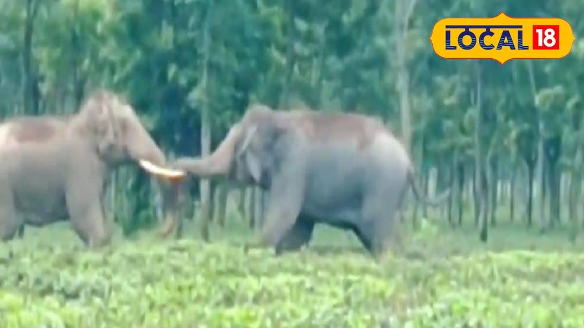 Elephants Fight Viral Video: ঝগড়া হাতিদের, মজা পথচারীদের! ছবি তোলার ...