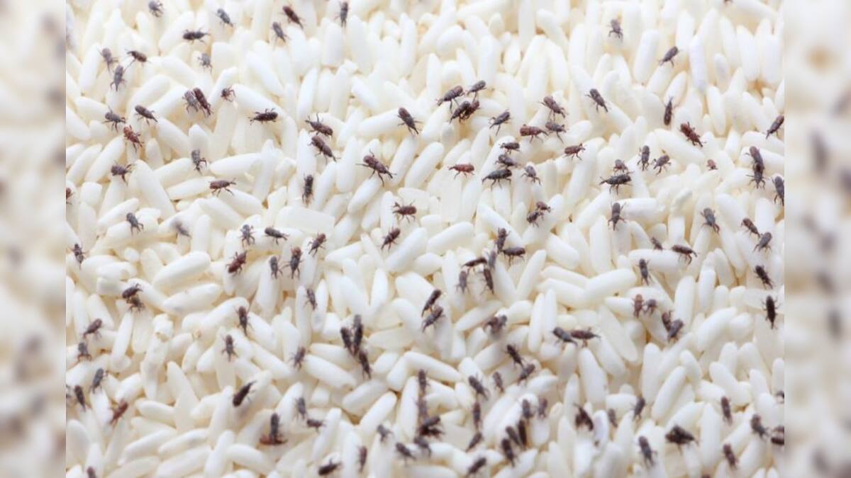Rice: চালের ড্রাম খুললেই বিড়বিড় করছে কালো কালো 'পোকা'...? তুড়িতে ...
