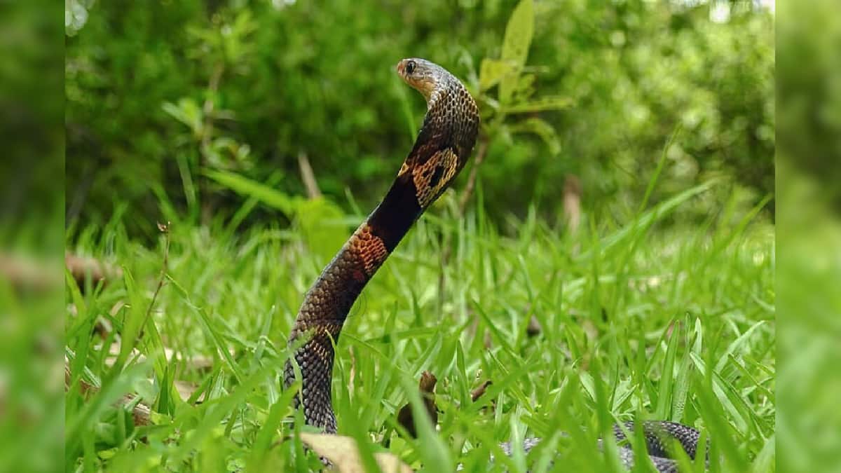Snake| Snake Facts| Snake Bite| Nag-Nagin Story| Bizarre News| সাপ কি ...