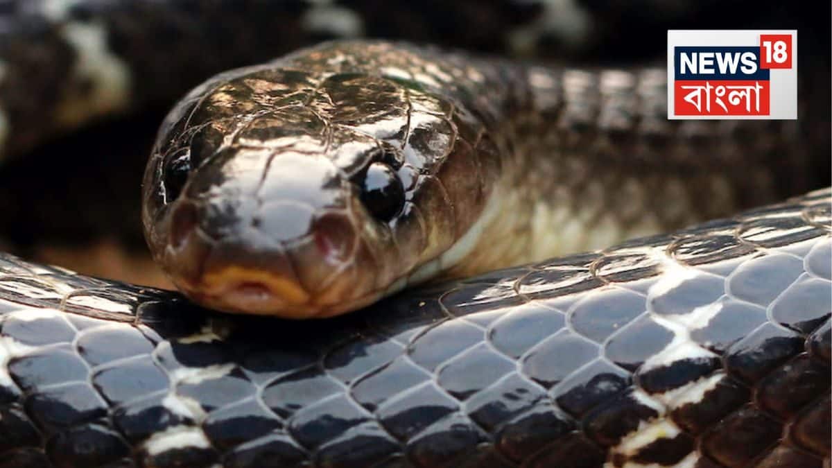 Snake Facts: এই সাপ পশ্চিমবঙ্গের ‘সাইলেন্ট কিলার’!...কোনও ব্যথা থাকে না ...