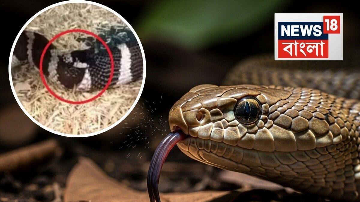 Snake Facts: মাঝেমধ্যে নিজেই নিজেকে ছোবল মারে সাপ! জানেন এটা কেন করে ...