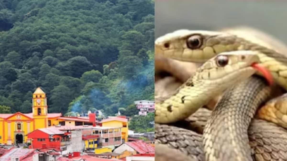 Snake: ভারতের 'এই' গ্রামে মানুষের চেয়ে সাপ বেশি! বাচ্চাদের খেলার সঙ্গী ...