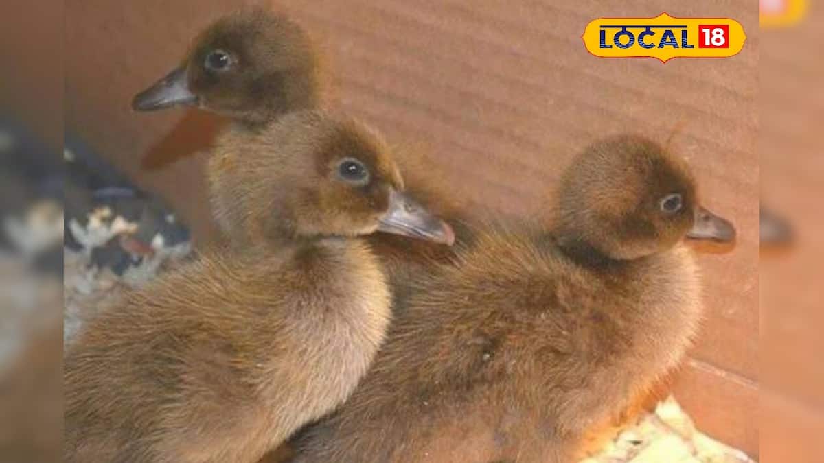 ‘এই’ হাঁস পালন করলেই দ্বিগুণ আয় – জেনে নিন কীভাবে, ‘This’ Duck Breed ...