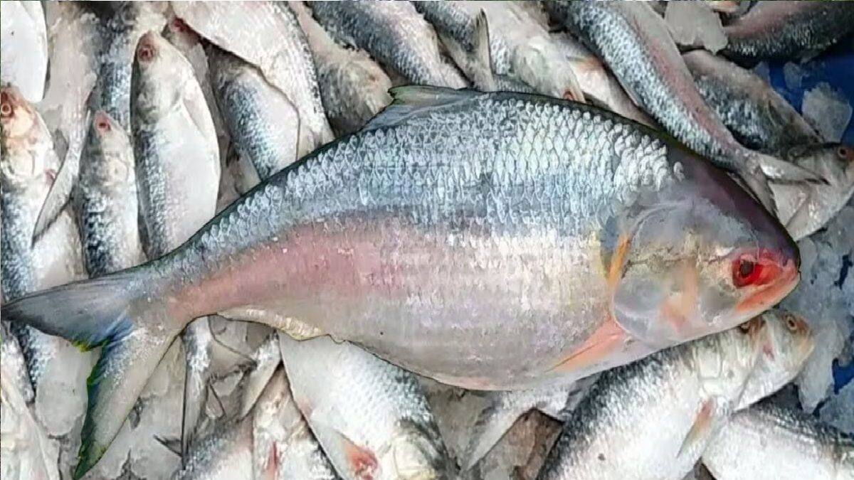 Hilsa: সপ্তাহান্তে বাজারে পাবেন ইলিশ আর ইলিশ! সন্ধে হলেই কলকাতার কাছেই ...