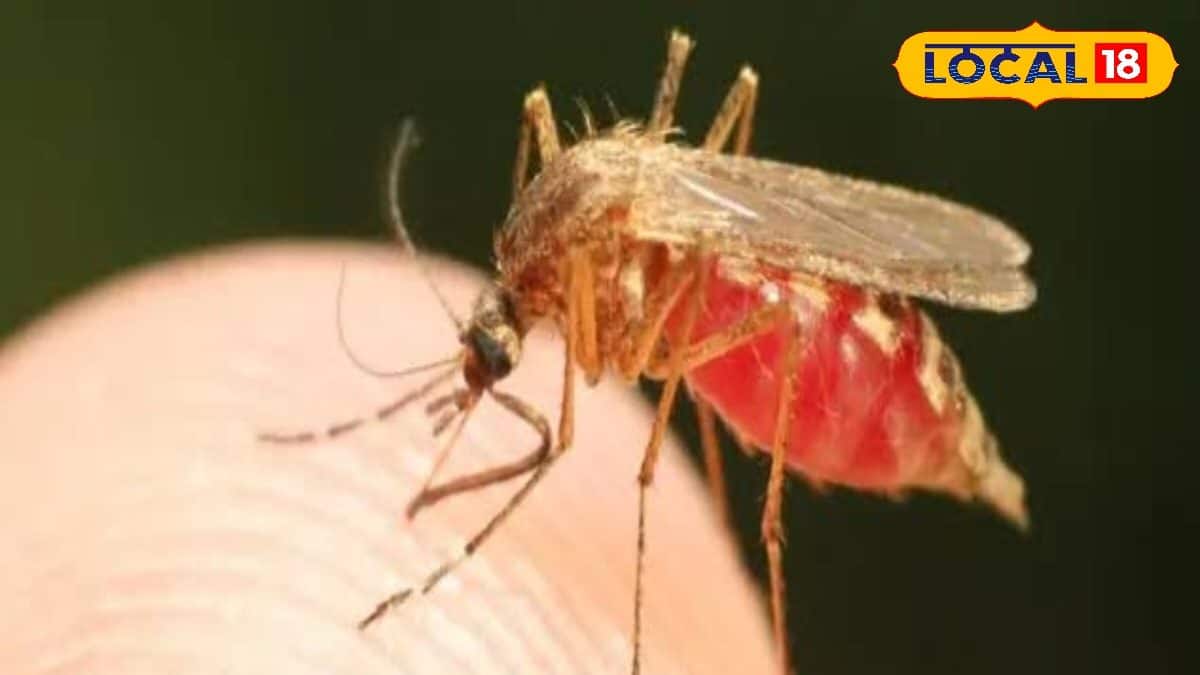 Dengue Outbreak: দেগঙ্গায় ফের ডেঙ্গি আতঙ্ক! অজানা জ্বর প্রাণ কাড়ল ...