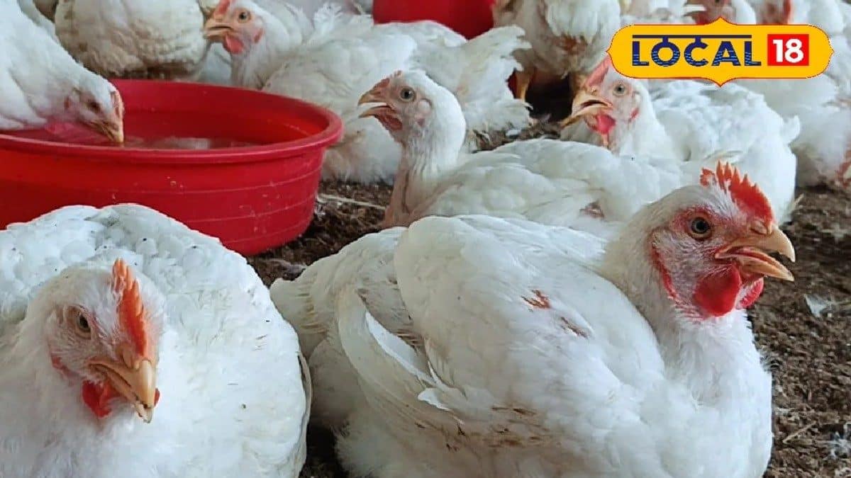 Poultry Farming পোল্ট্রি ফার্ম থেকে ছড়াচ্ছে তীব্র দুর্গন্ধ, রোগভোগ ...