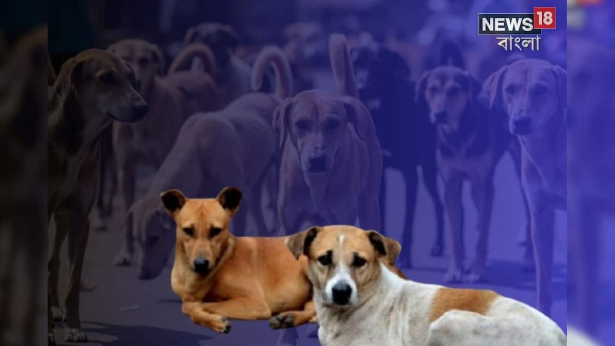 Explainer: সুপ্রিম কোর্টের পথকুকুর নিয়ে আদেশ, কতটা চাপ দিল্লির উপর? কী কী অসুবিধার সামনে, জেনে ...