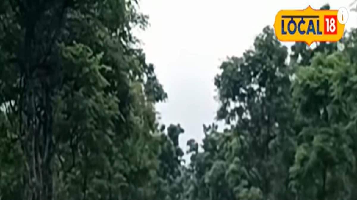 এশিয়ান হাইওয়ে থেকে চা বাগান, হাতির দাপটের অভিনব দৃশ্য, Elephants ...