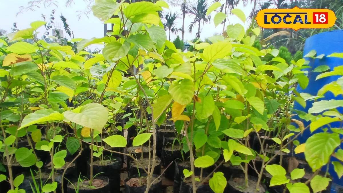 North 24 Parganas News: রাতের অন্ধকারে ভয়ঙ্কর ঘটনা! নার্সারিতেই কেটে ...