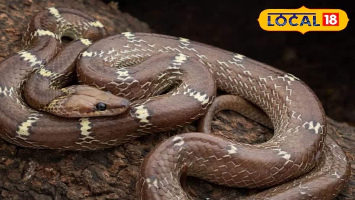 Snake: দেখতে ‘ক্রেট’-এর মতো! ঘরের দেওয়ালের ফাটলে, বইয়ের তাকে লুকিয়ে ...