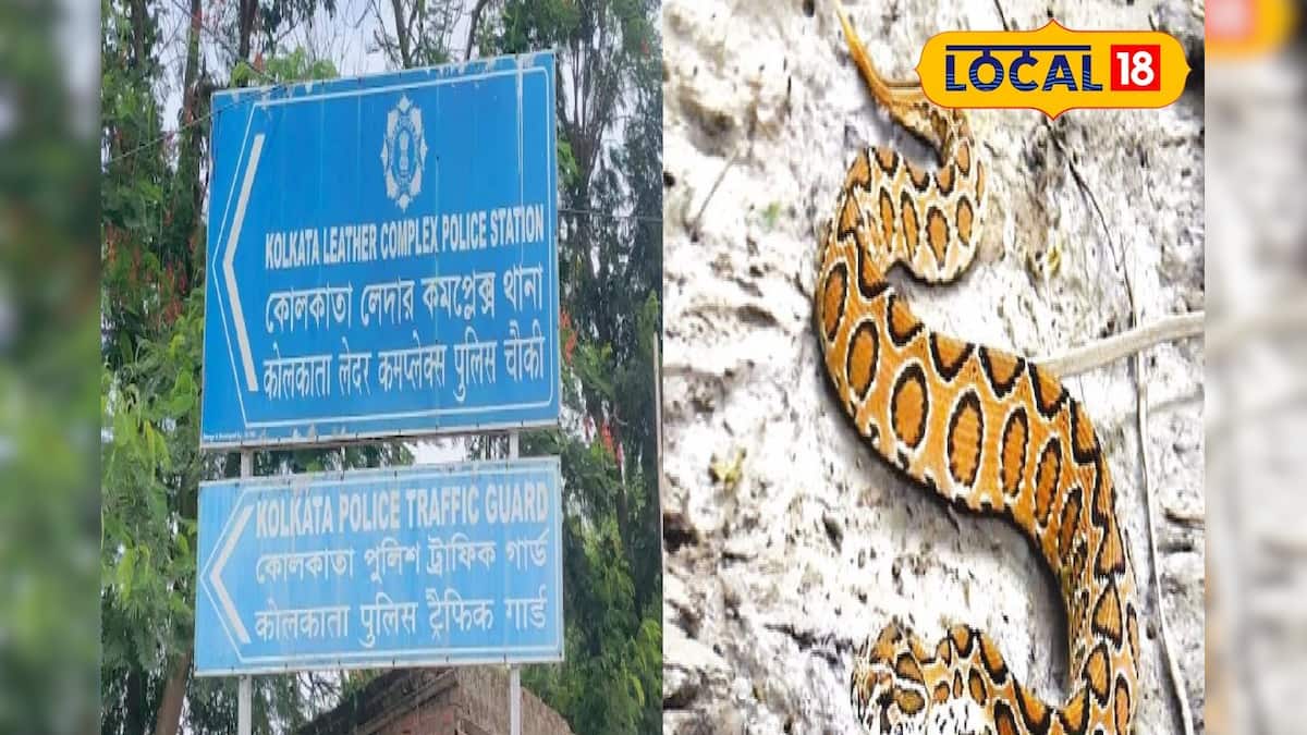Snake Rescue: পাড়ার রাস্তায় ৬ ফুটের বিষধর চন্দ্রবোড়া! উদ্ধার করে ...