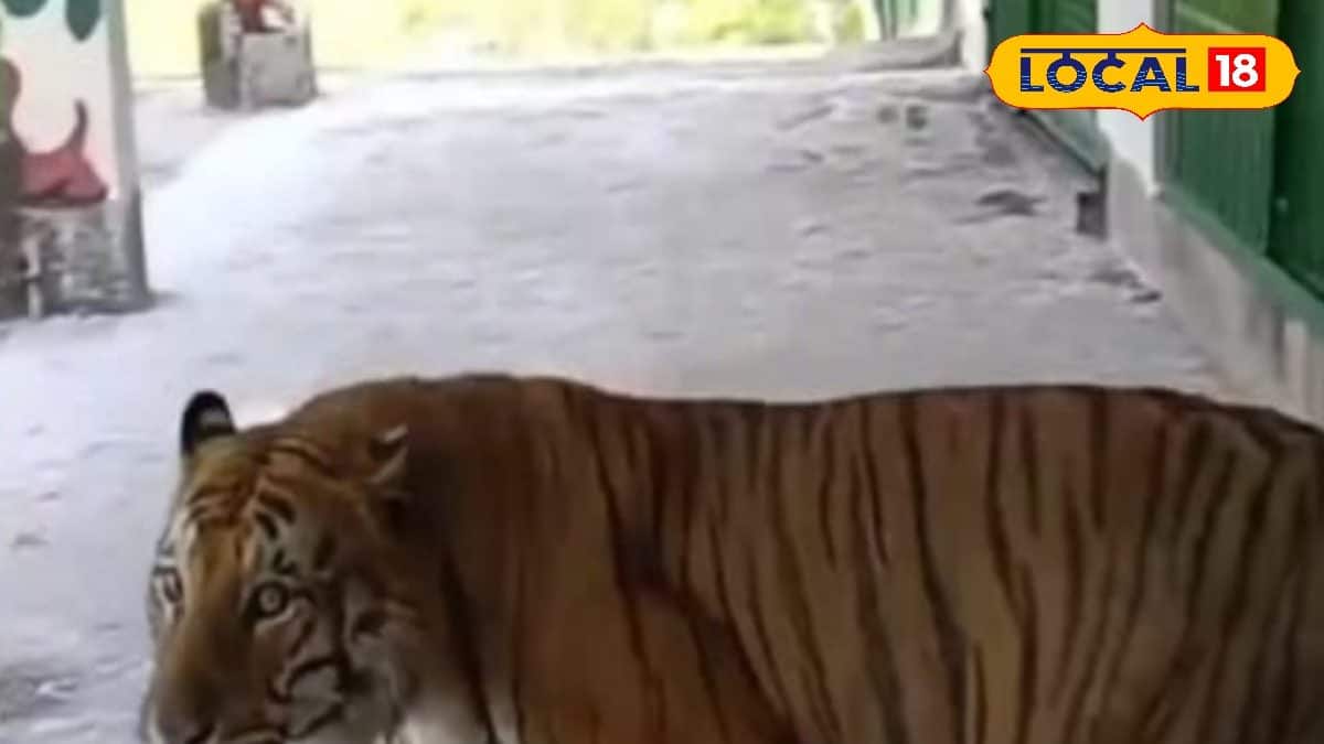 Sohini dies after separation from Sohan! Tigress dies at Jharkhali ...