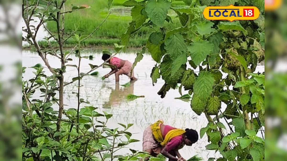 Bankura News: পর্যাপ্ত জল পেয়ে, জমি ব্যতীত পুকুর পাড়েও ধান লাগান হয়েছে। তবে শেষ এক সপ্তাহ ...